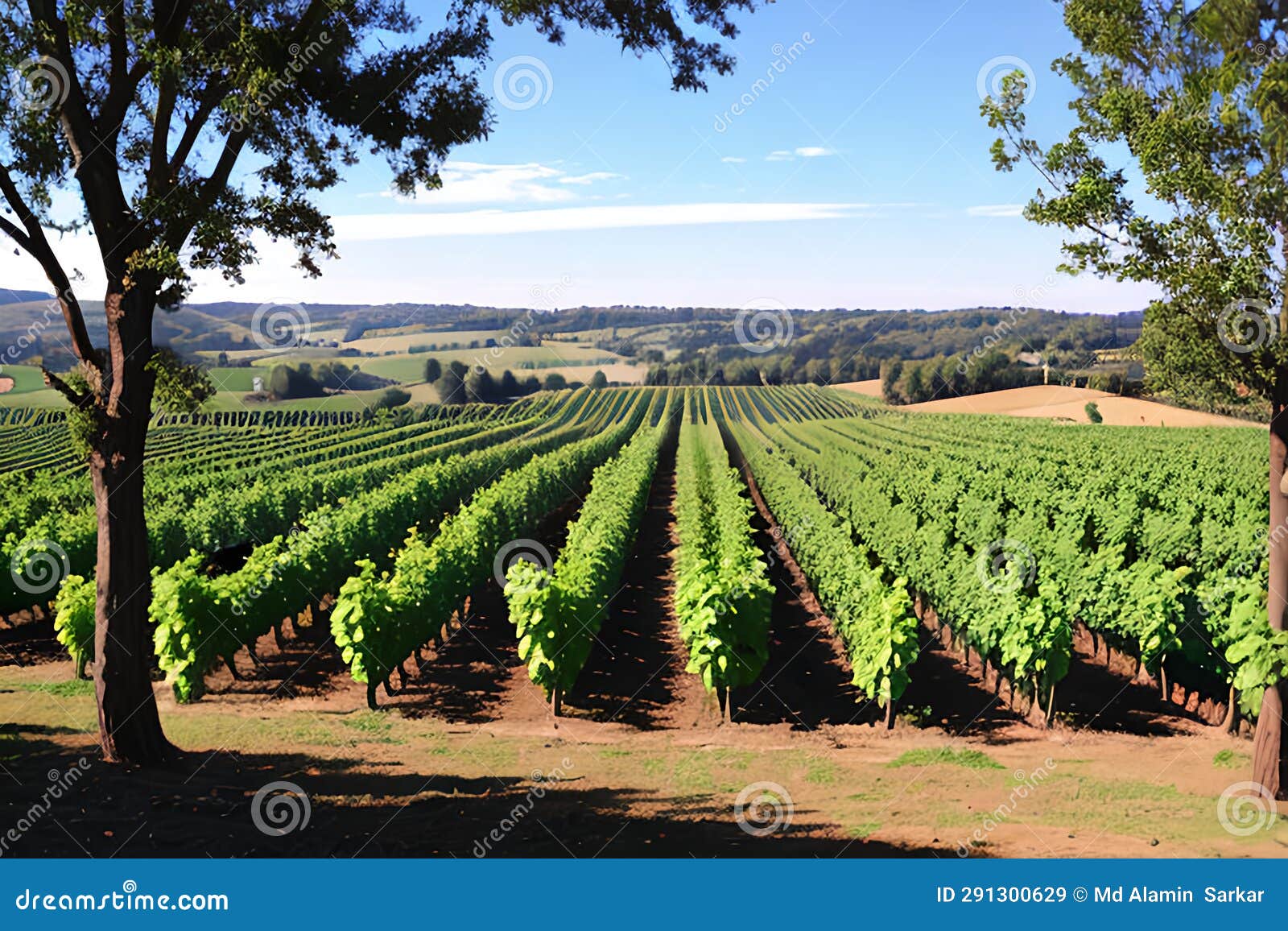 Grape Fields stock illustration. Illustration of italian - 291300629