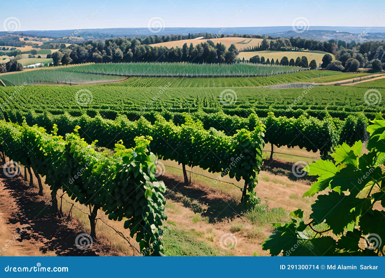 Grape Fields stock illustration. Illustration of house - 291300714