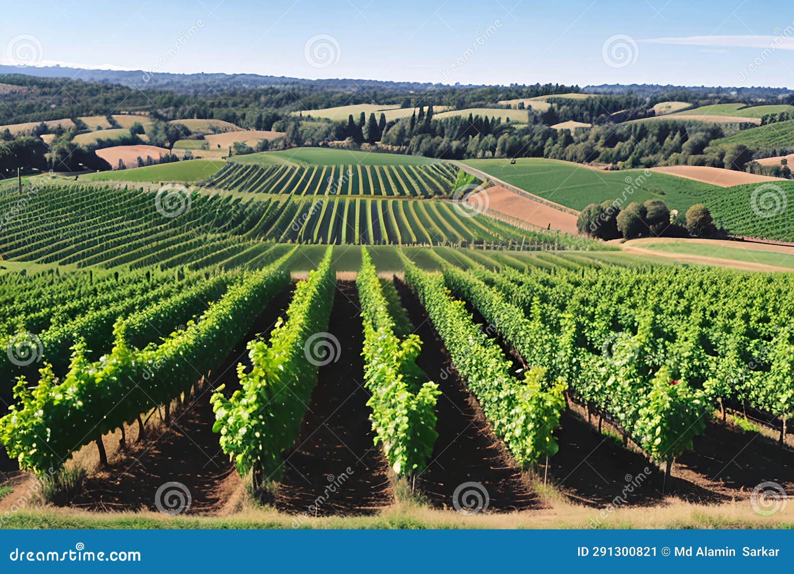 Grape Fields Royalty-Free Stock Photography | CartoonDealer.com #291300821