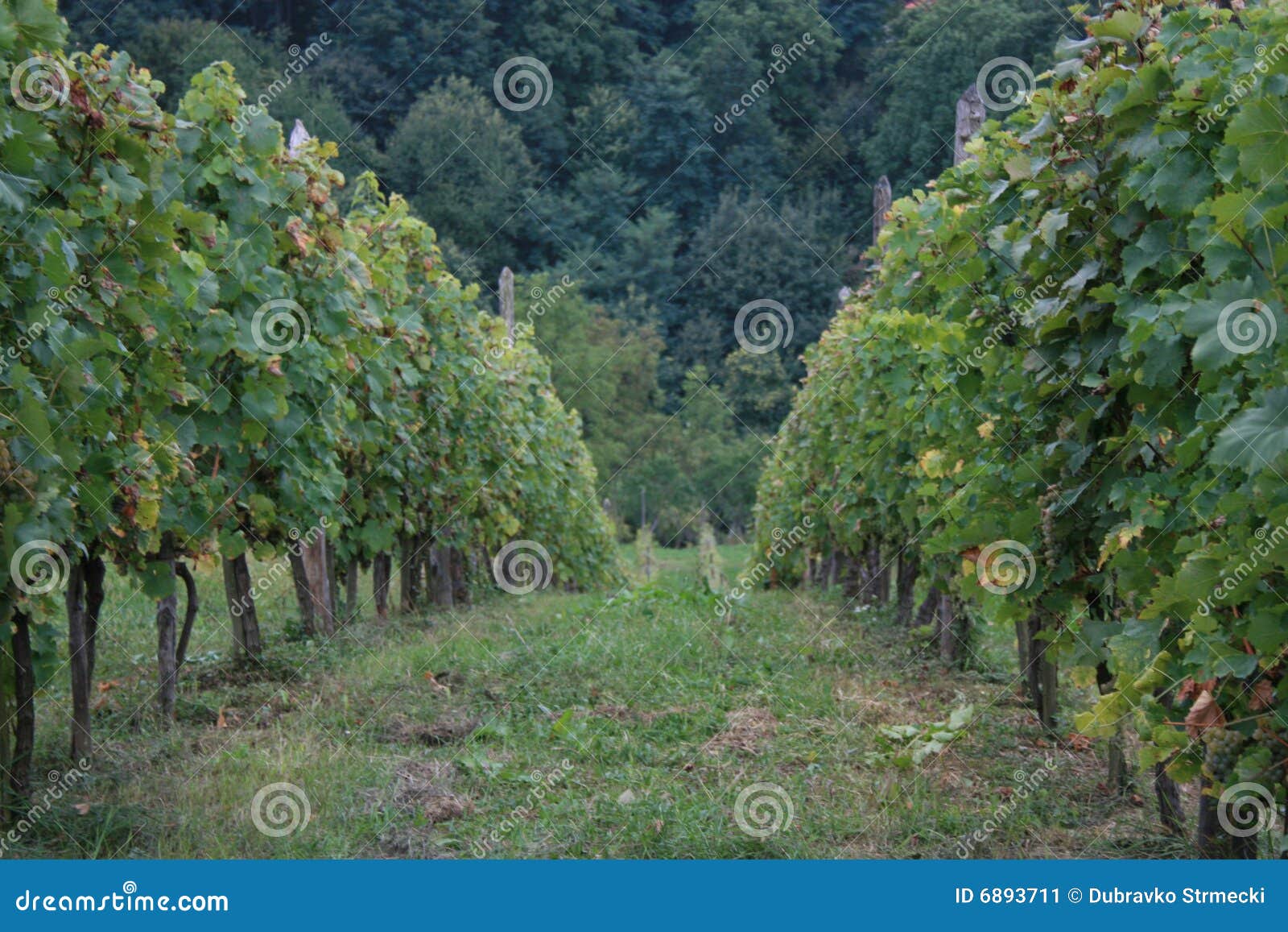 Grape fields stock image. Image of colorful, color, trees - 6893711