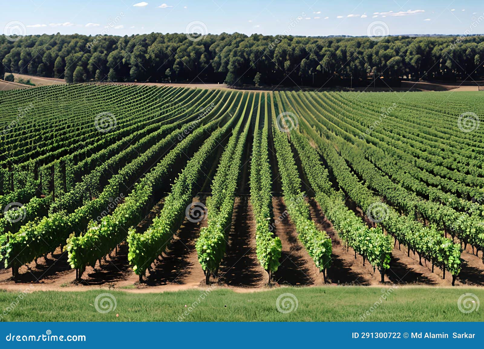 Grape Fields stock illustration. Illustration of house - 291300722
