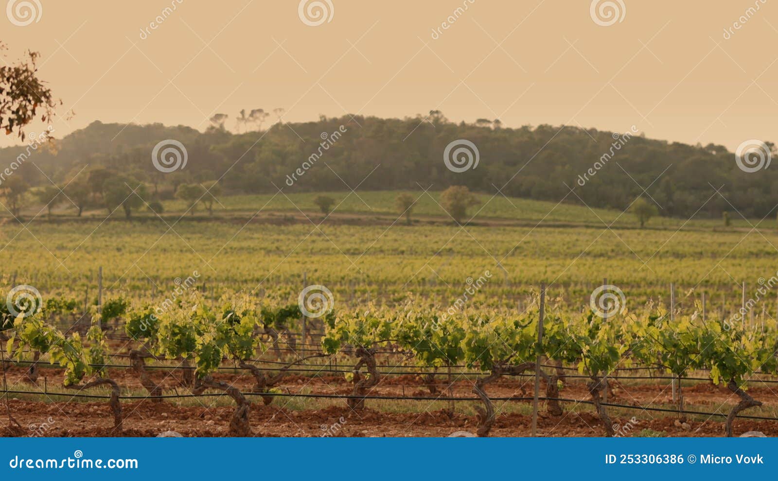 Grape Fields. Parallel Lines of Vineyards Stock Footage - Video of ...