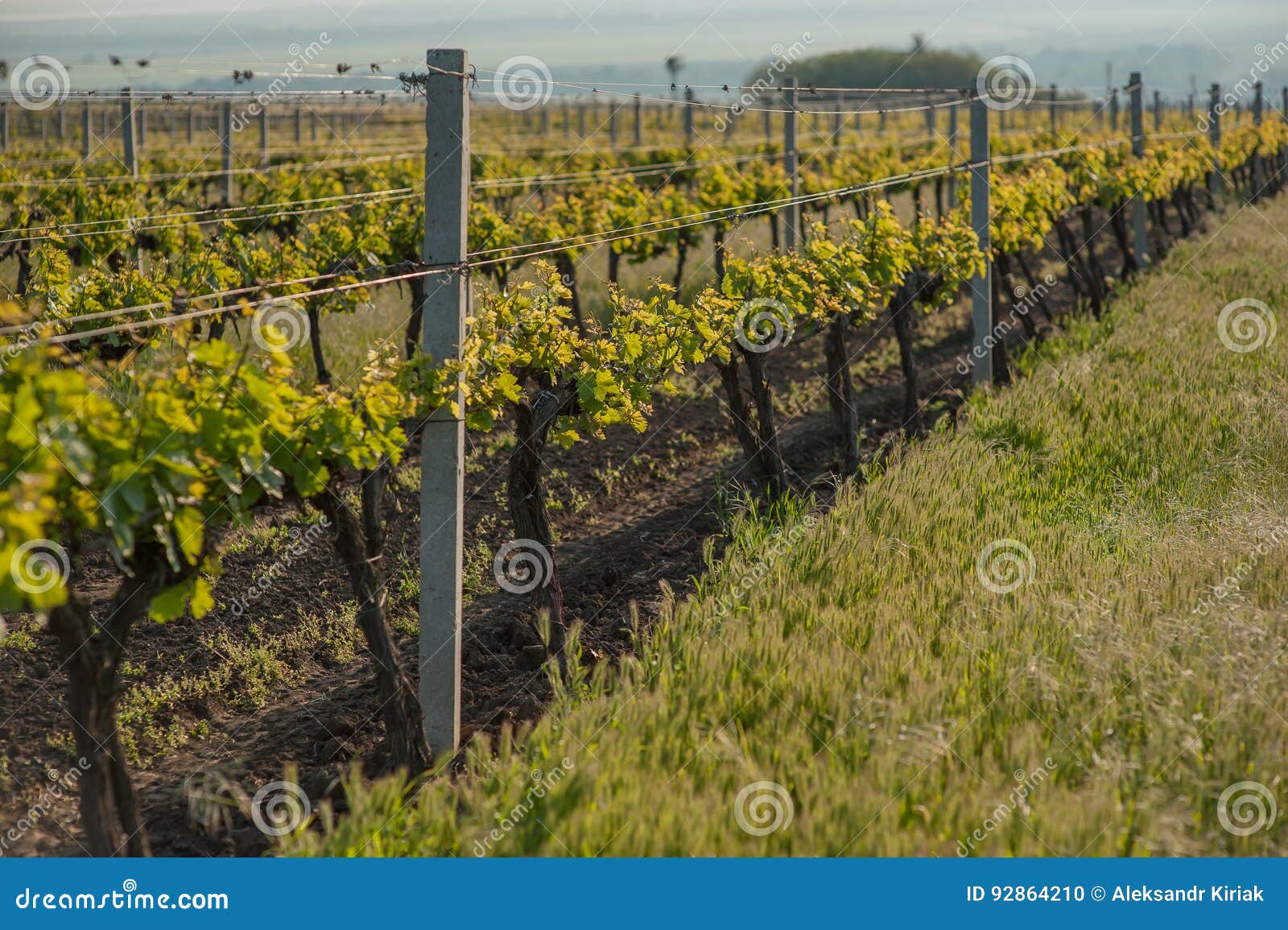 Grape Fields in Spring and Summer in the Sun Stock Photo - Image of ...
