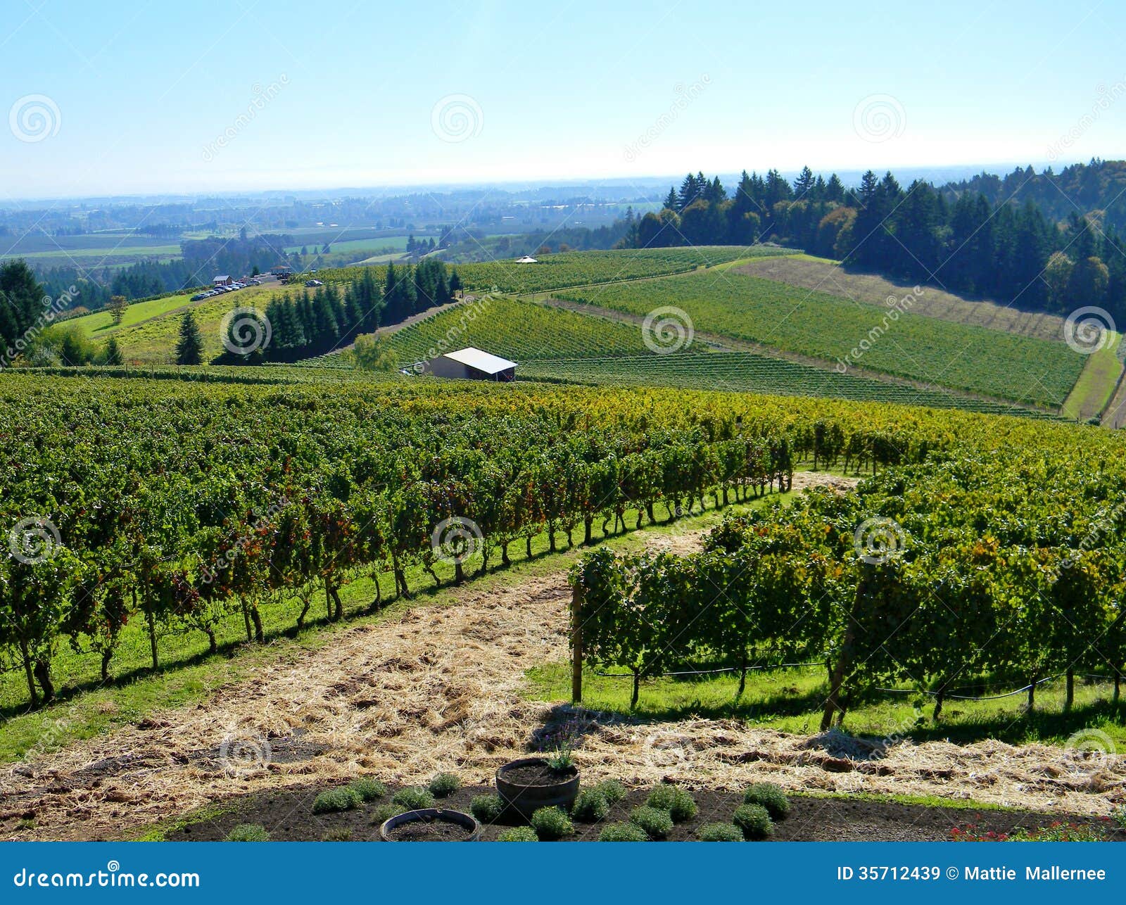 Grape Fields stock image. Image of nature, winery, grapes - 35712439