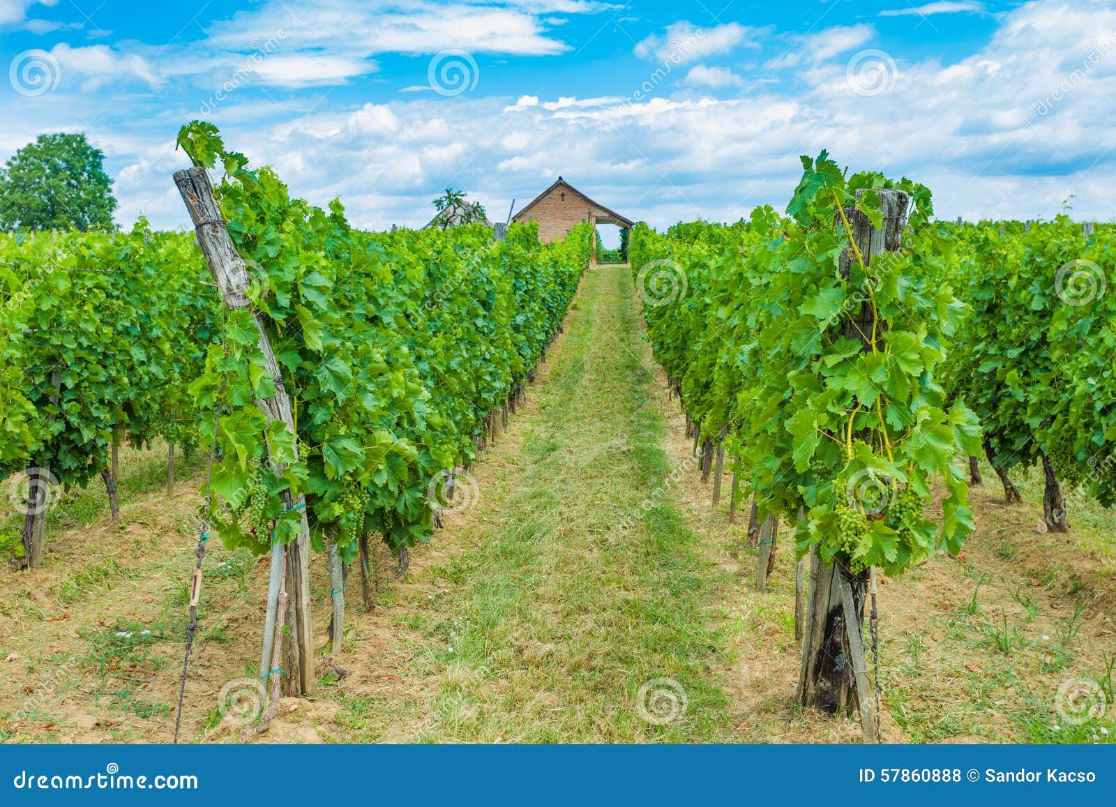 Grape fields and wineyard stock photo. Image of farmland - 57860888