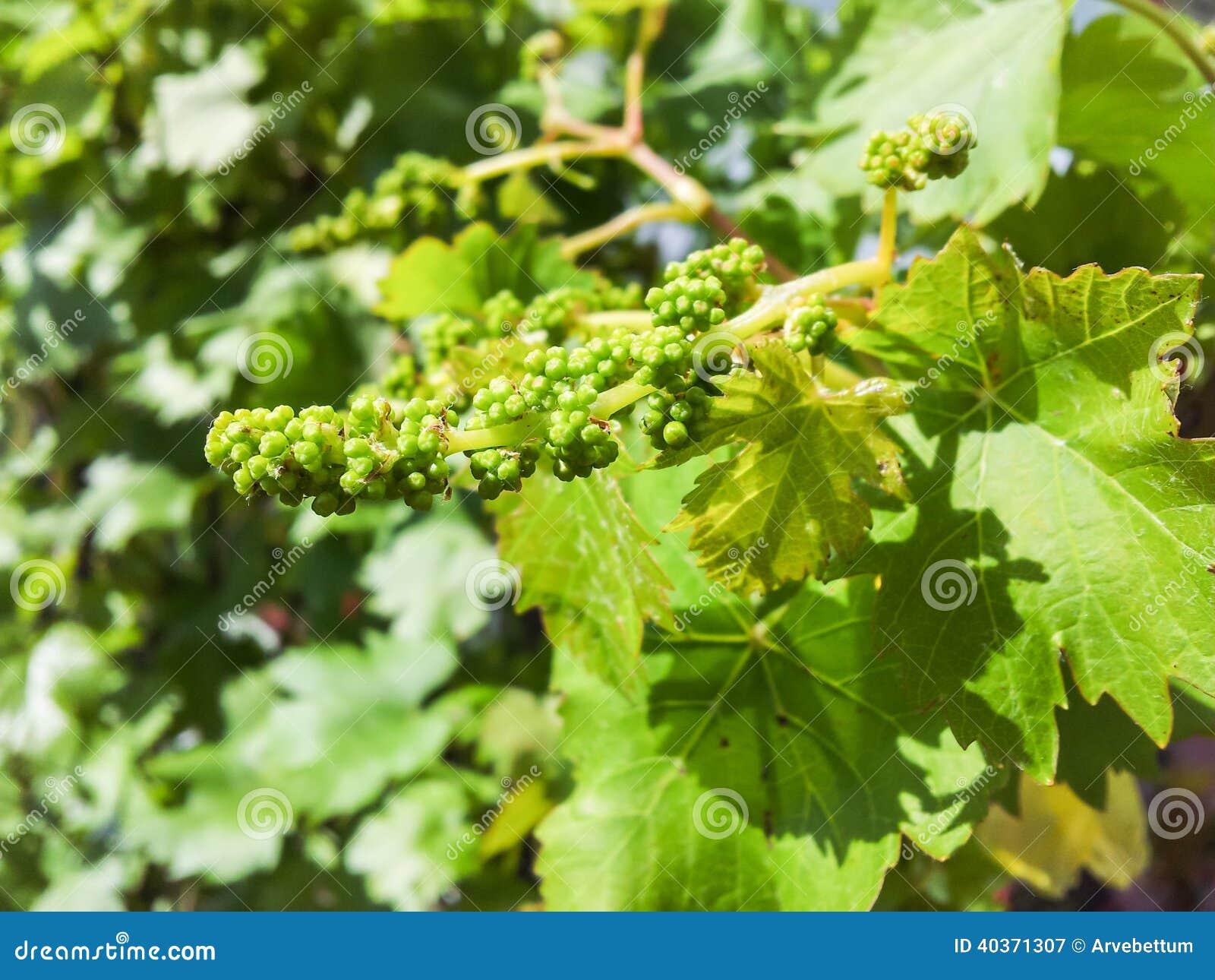 Grape flower stock image. Image of berry, grape, growth - 40371307