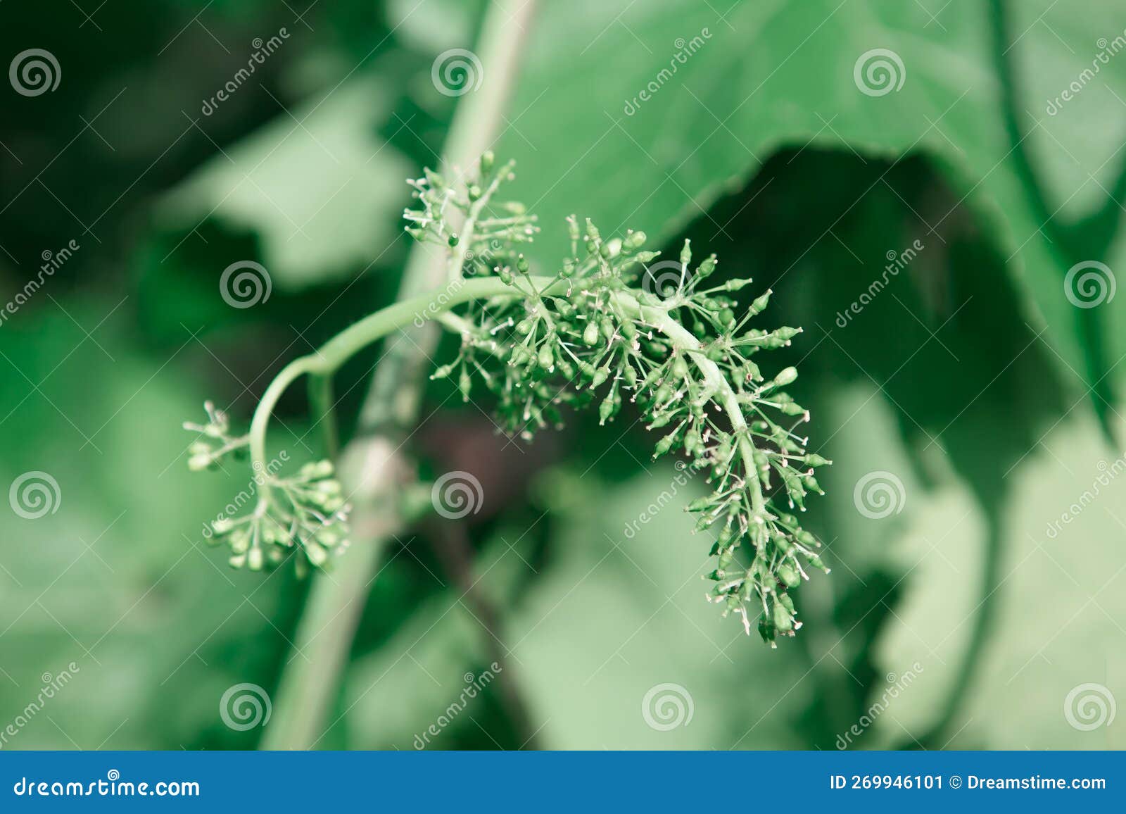 Grape flowers stock image. Image of herb, plants, winery - 269946101
