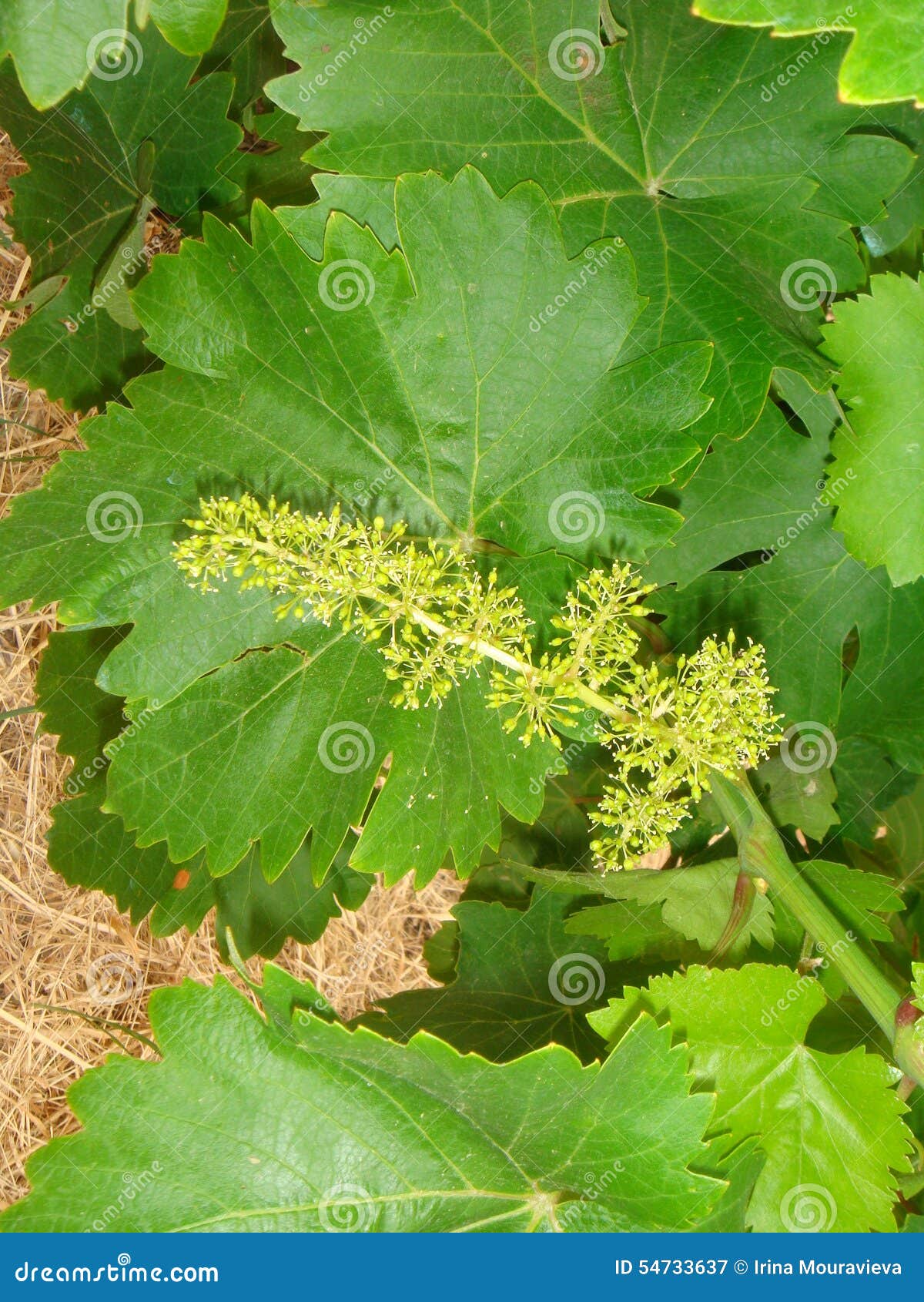 Grape flowers stock image. Image of spring, flowers, mediterranean ...