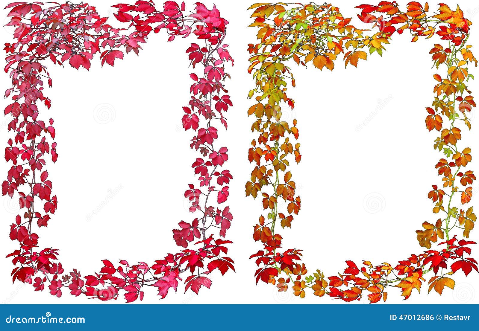 Grape frame. stock photo. Illustration of decorative - 47012686