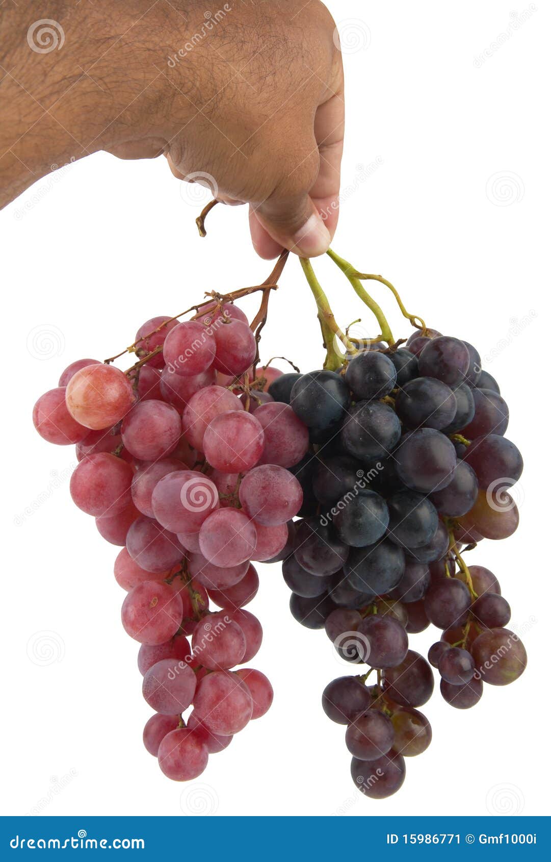 Grape fruit stock image. Image of harvest, berry, ripe - 15986771