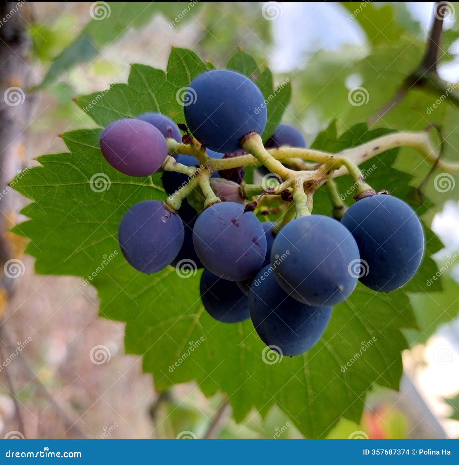 A Grape is a Fruit, of the Deciduous Woody Vines of the Genus Vitis ...