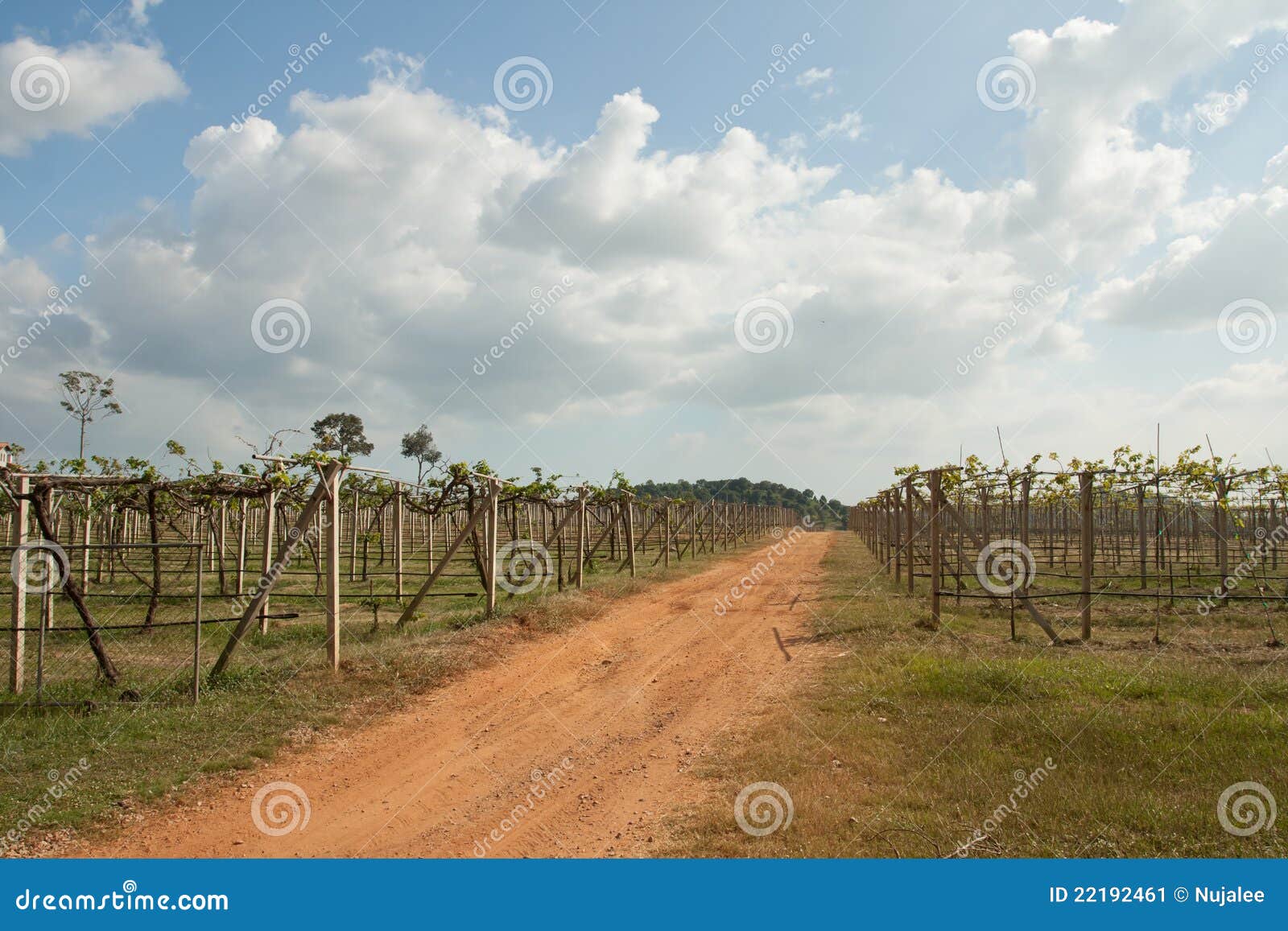 Grape fruit farm stock image. Image of leaf, outdoor - 22192461