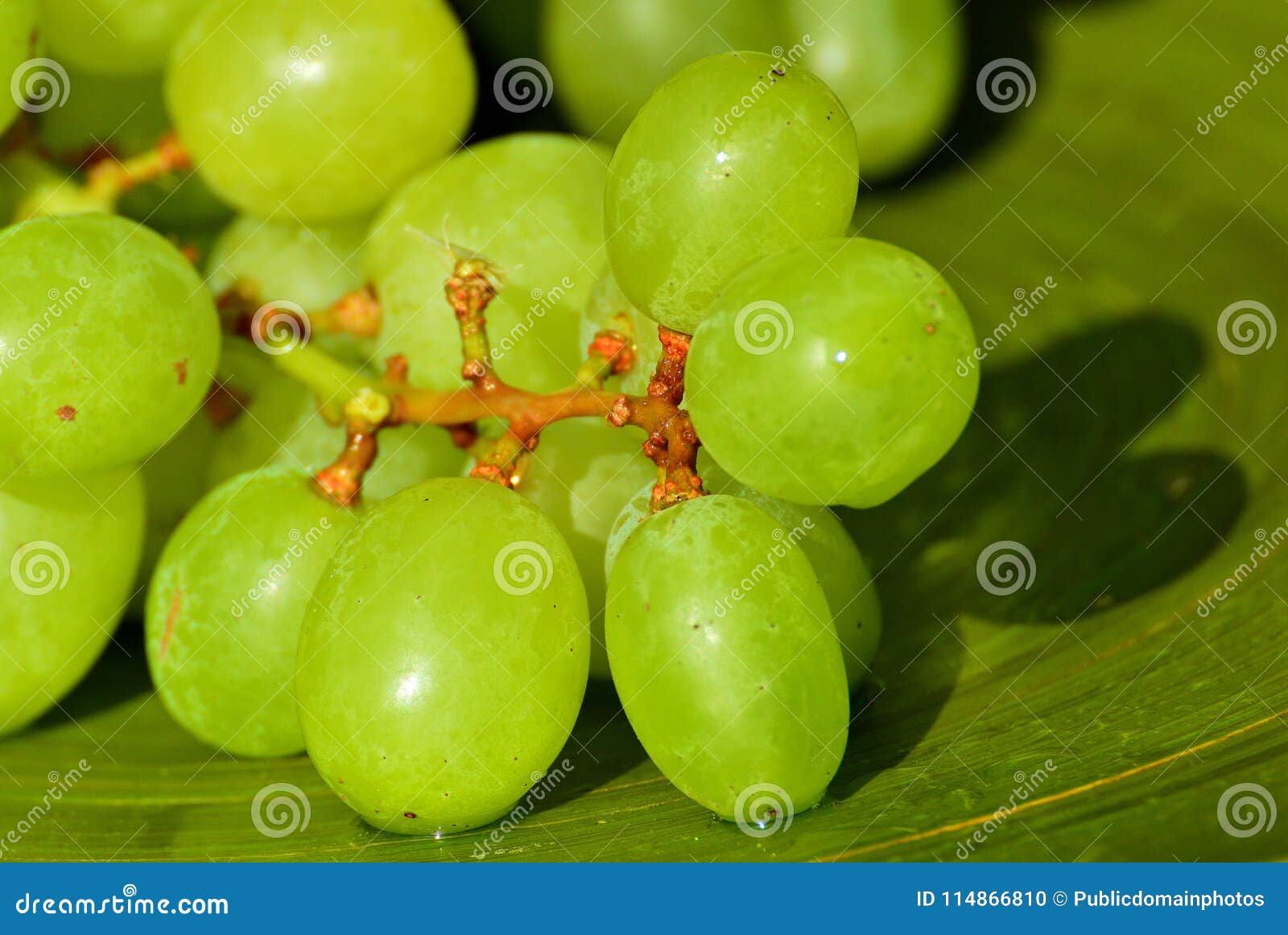 Grape, Fruit, Grapevine Family, Seedless Fruit Picture. Image: 114866810