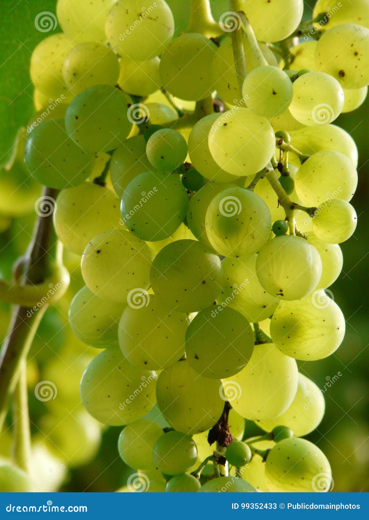 Grape, Fruit, Grapevine Family, Seedless Fruit Picture. Image: 99352433
