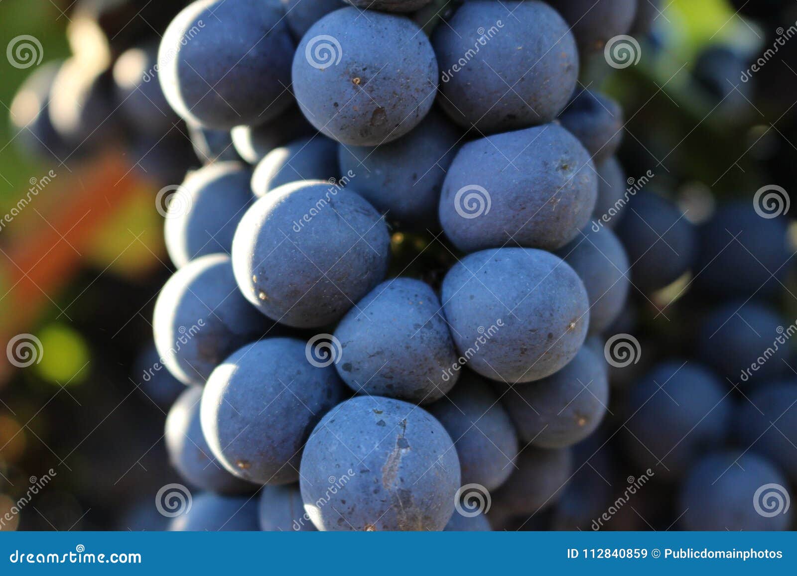 Grape, Fruit, Grapevine Family, Vitis Picture. Image: 112840859