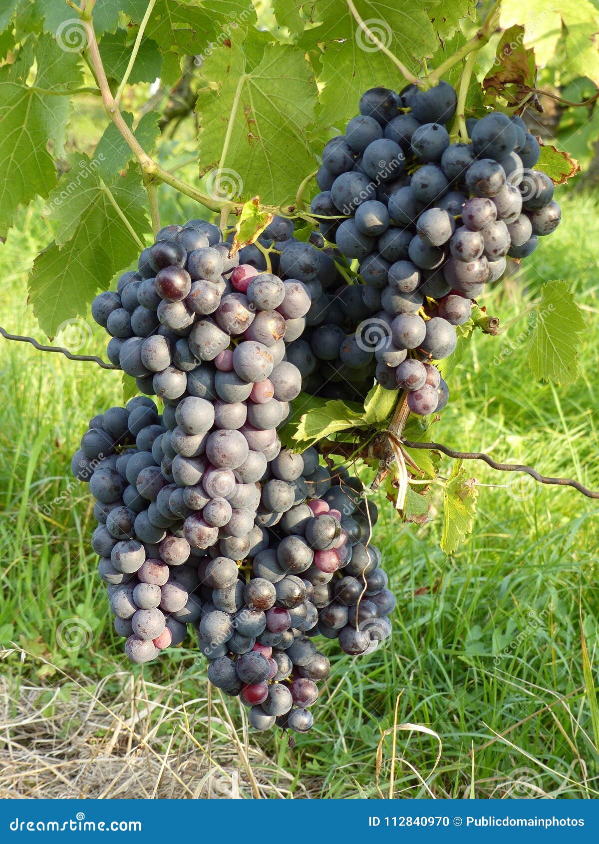 Grape, Fruit, Grapevine Family, Vitis Picture. Image: 112840970