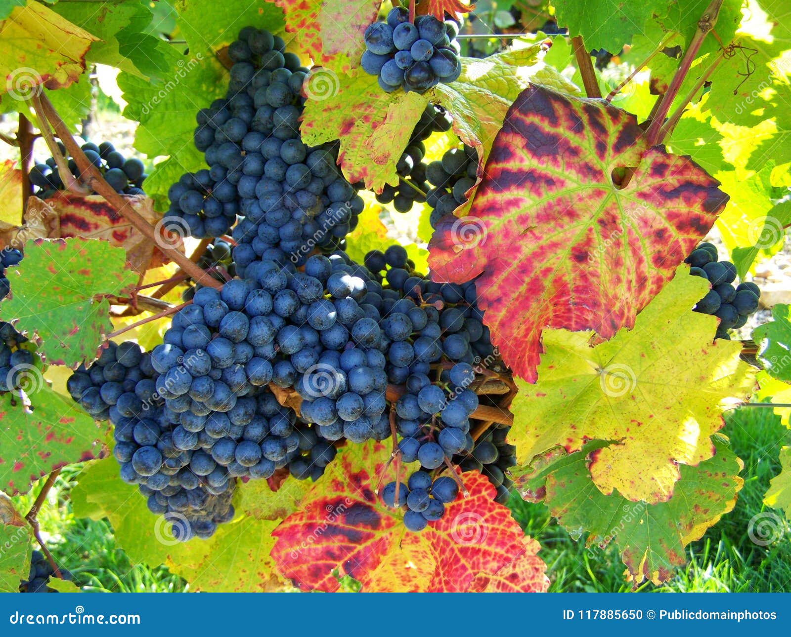 Grape, Fruit, Grapevine Family, Vitis Picture. Image: 117885650