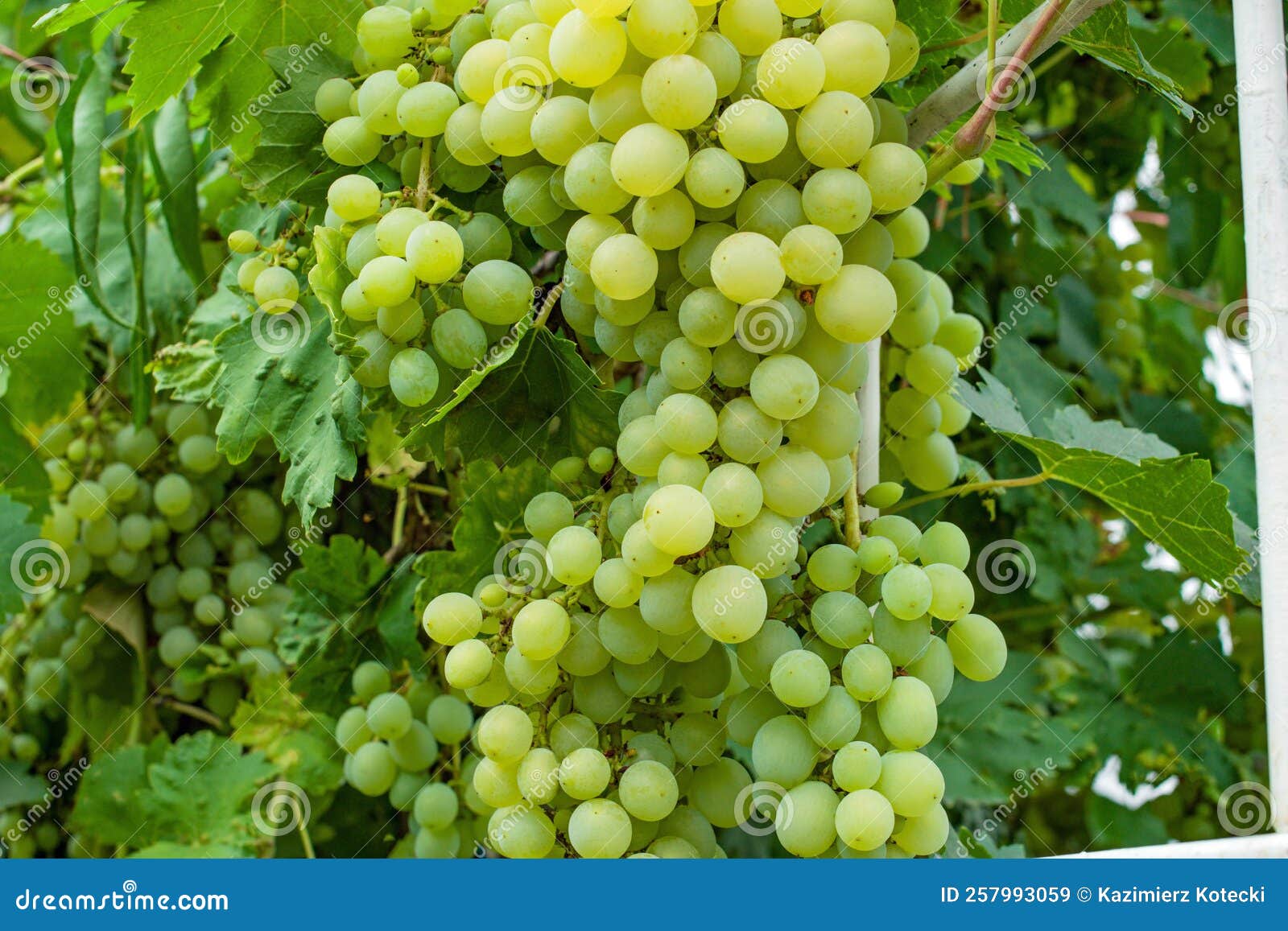 Grape Fruit Growing on a Shrub in the Garden Stock Image - Image of ...