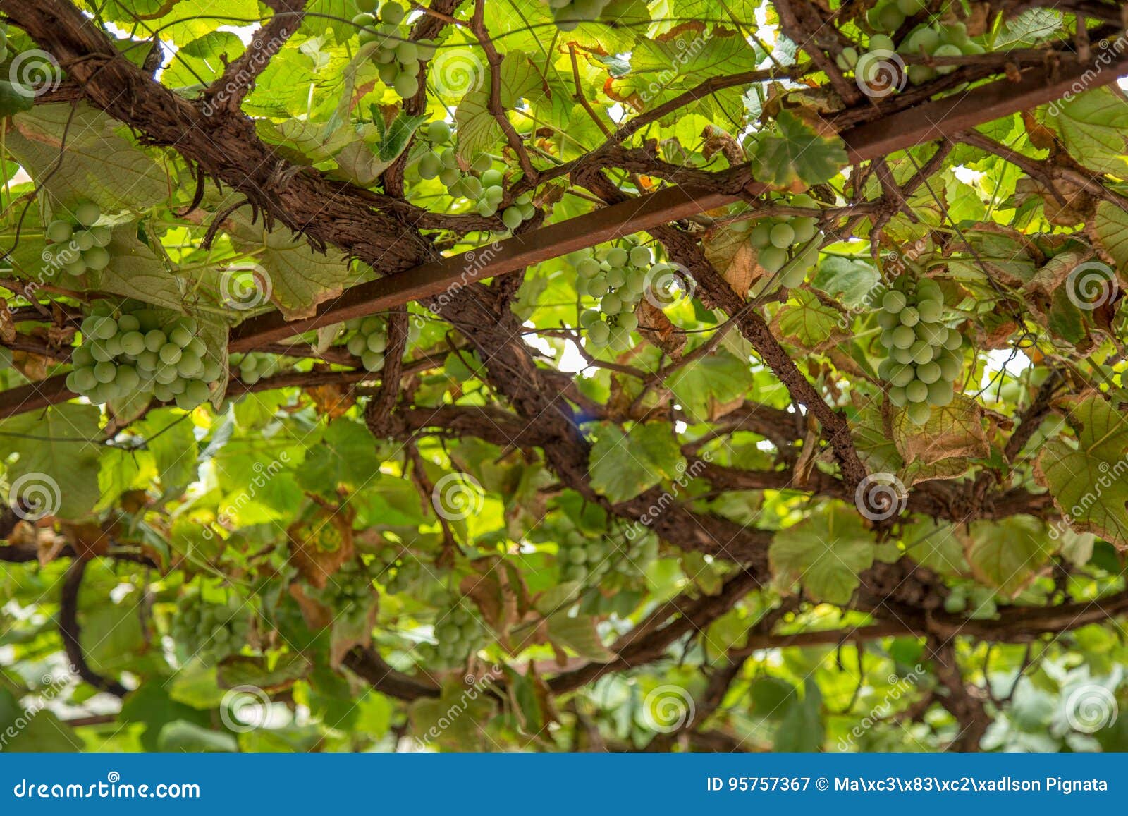 Grape fruit nature vine stock image. Image of healthy - 95757367