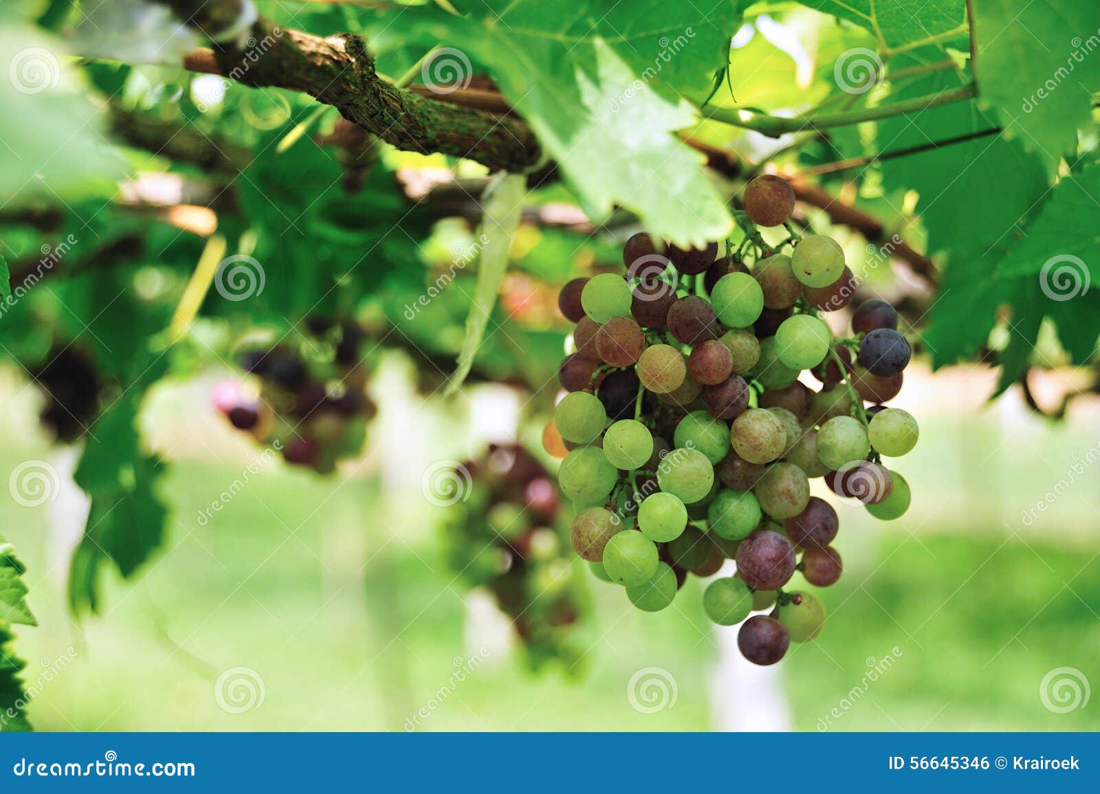 Grape fruit stock photo. Image of harvest, garner, france - 56645346