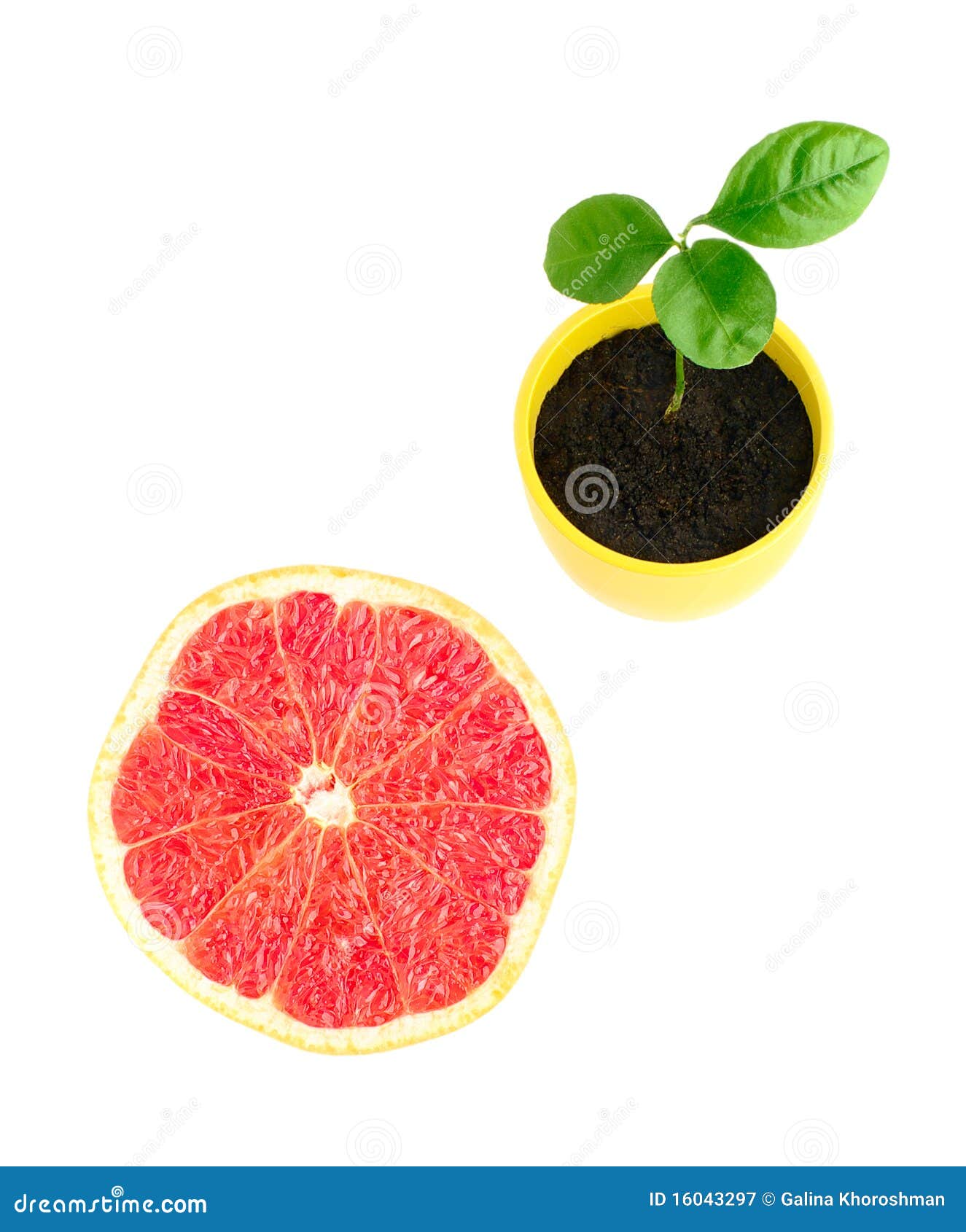 Grape-fruit Section and Sprout Stock Image - Image of integer ...