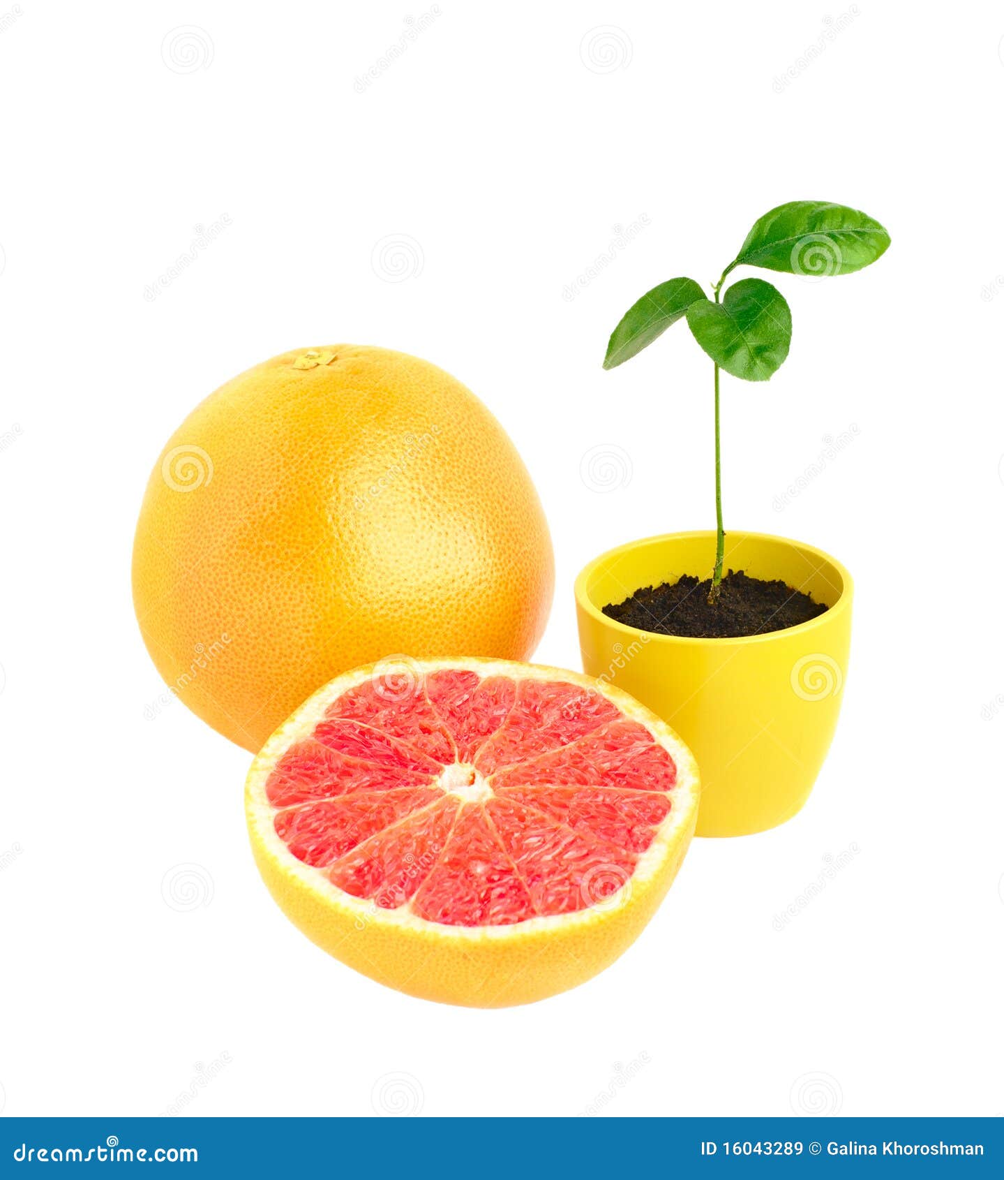 Grape-fruit and Sprout in Pot Stock Image - Image of white, tree: 16043289