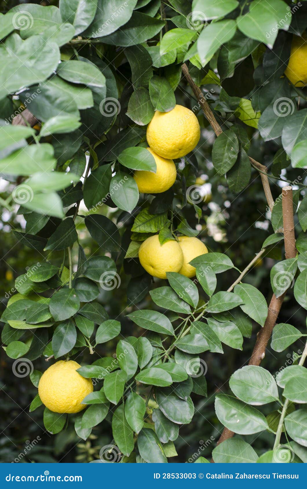 Grape fruit tree stock image. Image of dietary, forbidden - 28533003