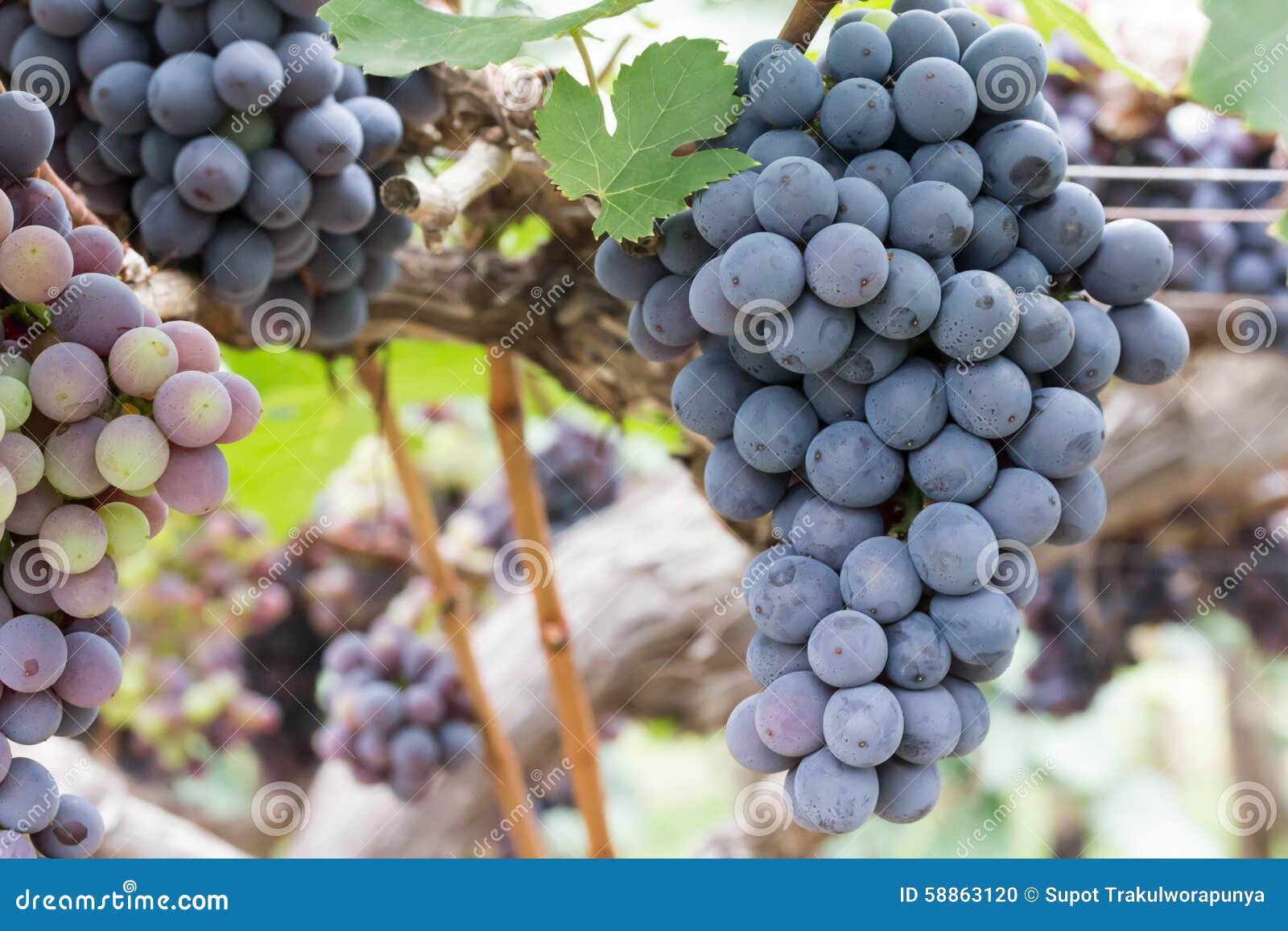 Grape fruit on tree stock photo. Image of bunch, leaf - 58863120