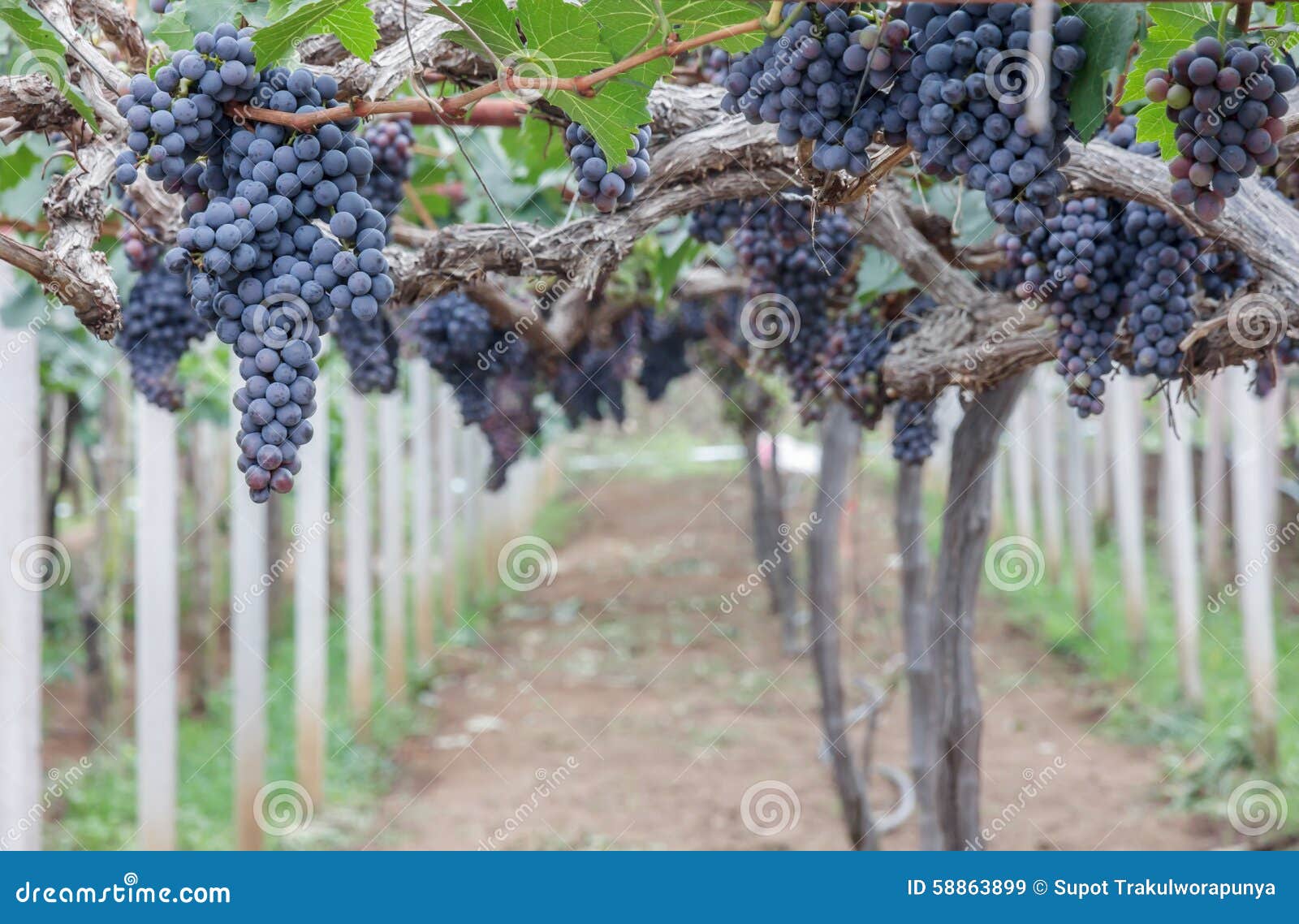 Grape fruit on tree stock image. Image of growing, farm - 58863899