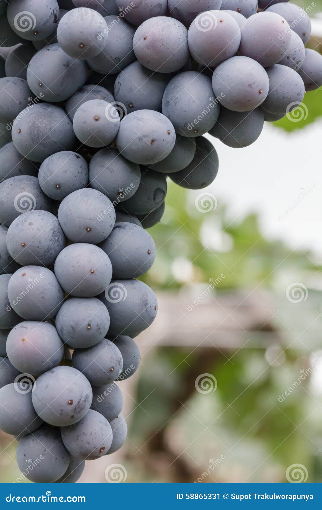 Grape fruit on tree stock image. Image of country, colorful - 58865331