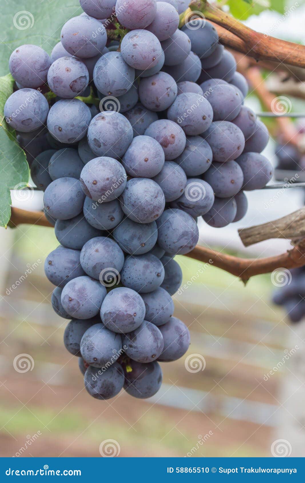 Grape fruit on tree stock photo. Image of food, growth - 58865510