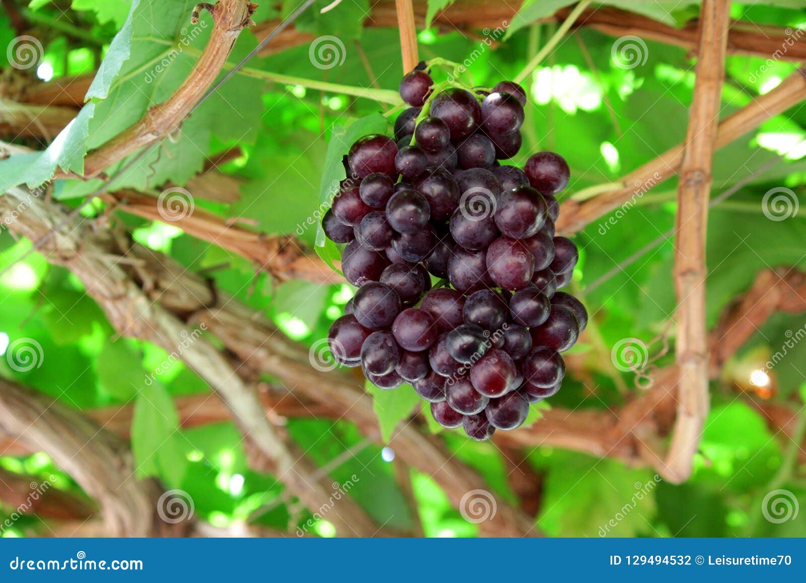 Grape fruit on tree stock photo. Image of fruit, farm - 129494532