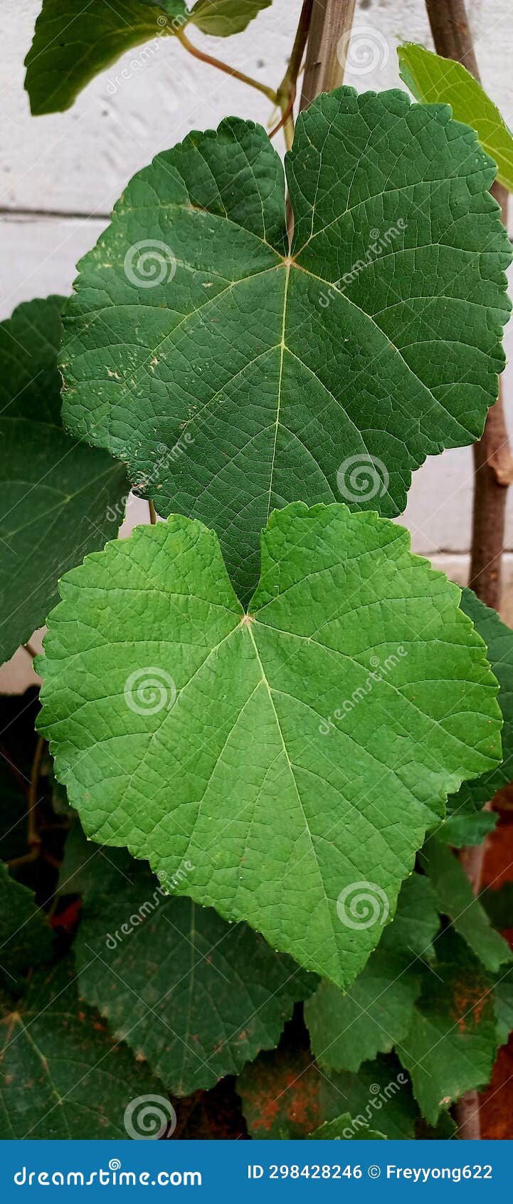Close Up View of Grape Fruit Leaves Shape, Which Planted in the ...