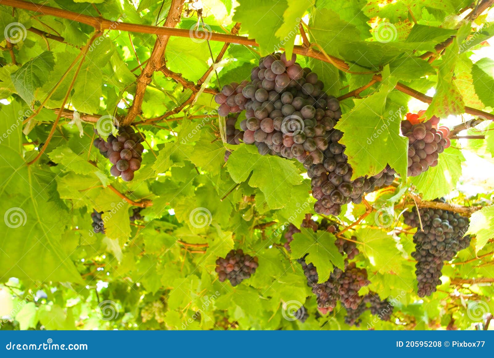 Grape Fruit on Tree in Vineyards Stock Photo - Image of farm, black ...