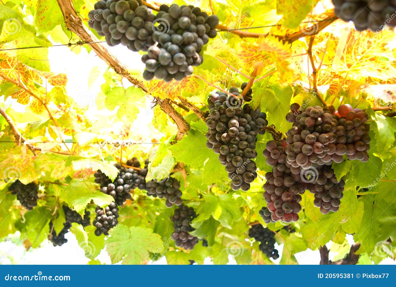 Grape Fruit on Tree, Vineyards Stock Image - Image of color, thailand ...