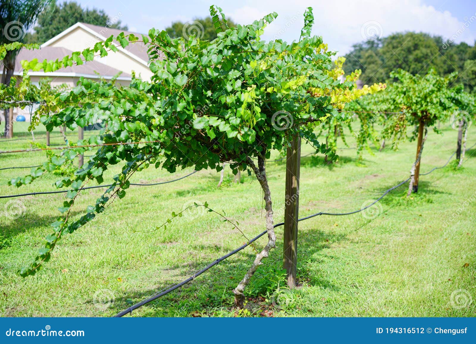 Grape Fruit Trees in a Florida Farm Stock Photo - Image of grape ...