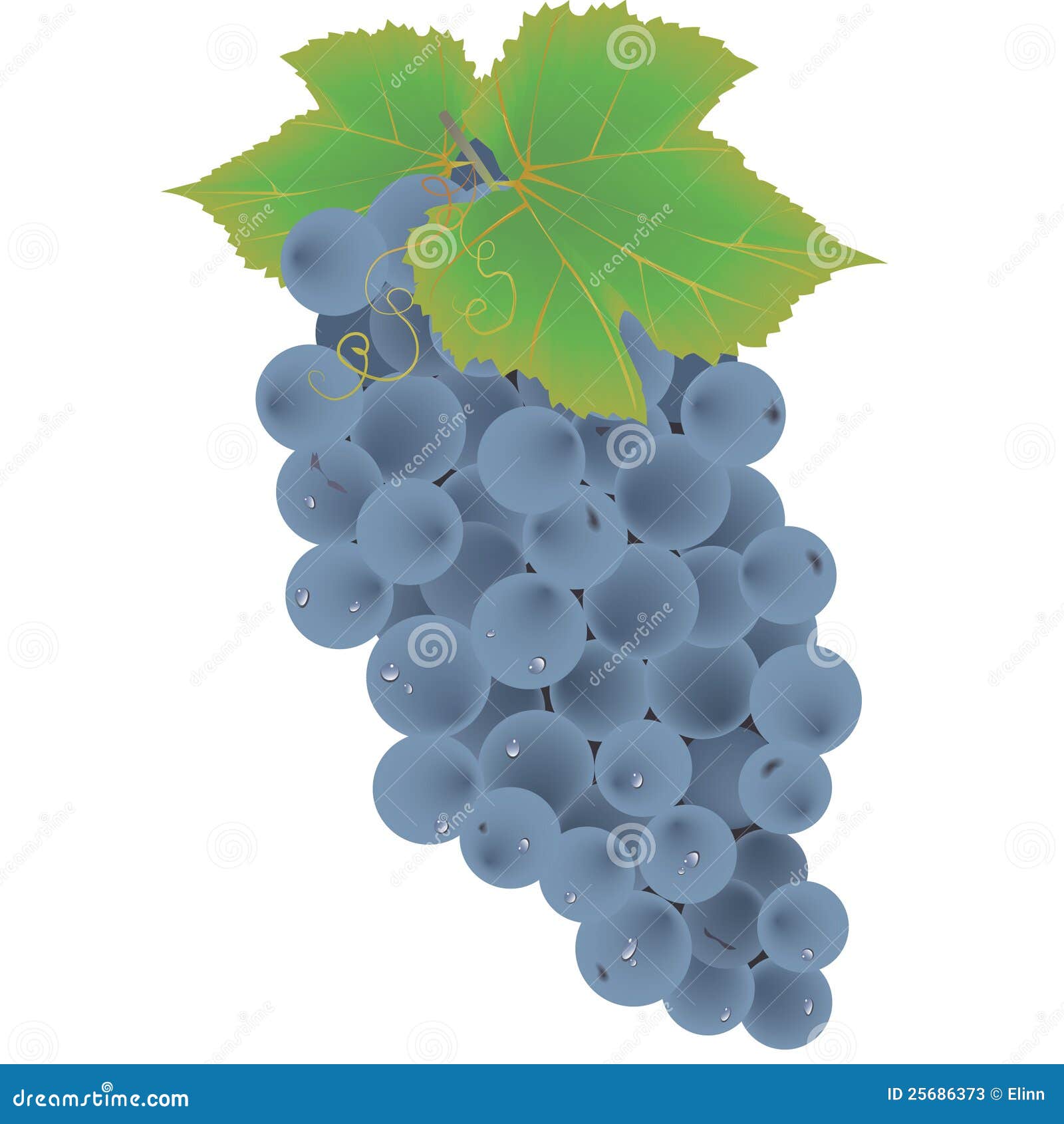 Grape Fruit Vector stock vector. Illustration of ripe - 25686373