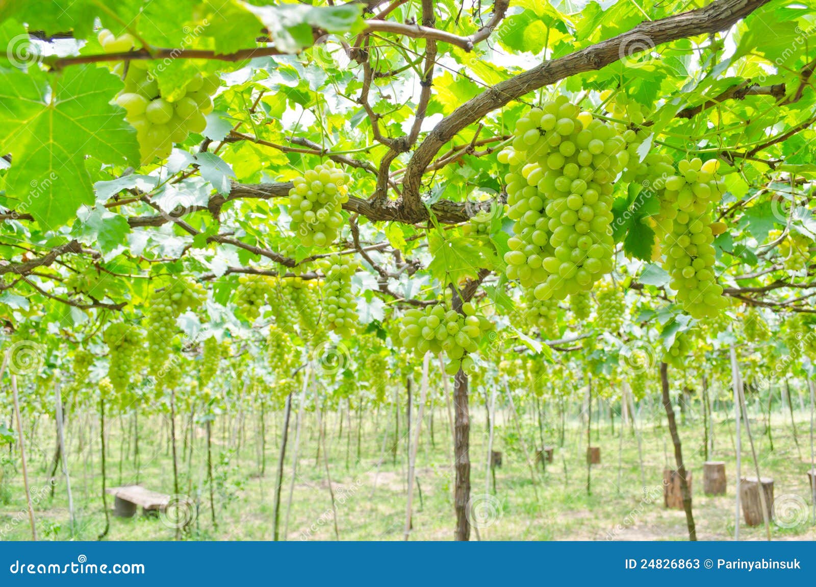 Grape garden stock image. Image of fruit, delicious, beautiful - 24826863