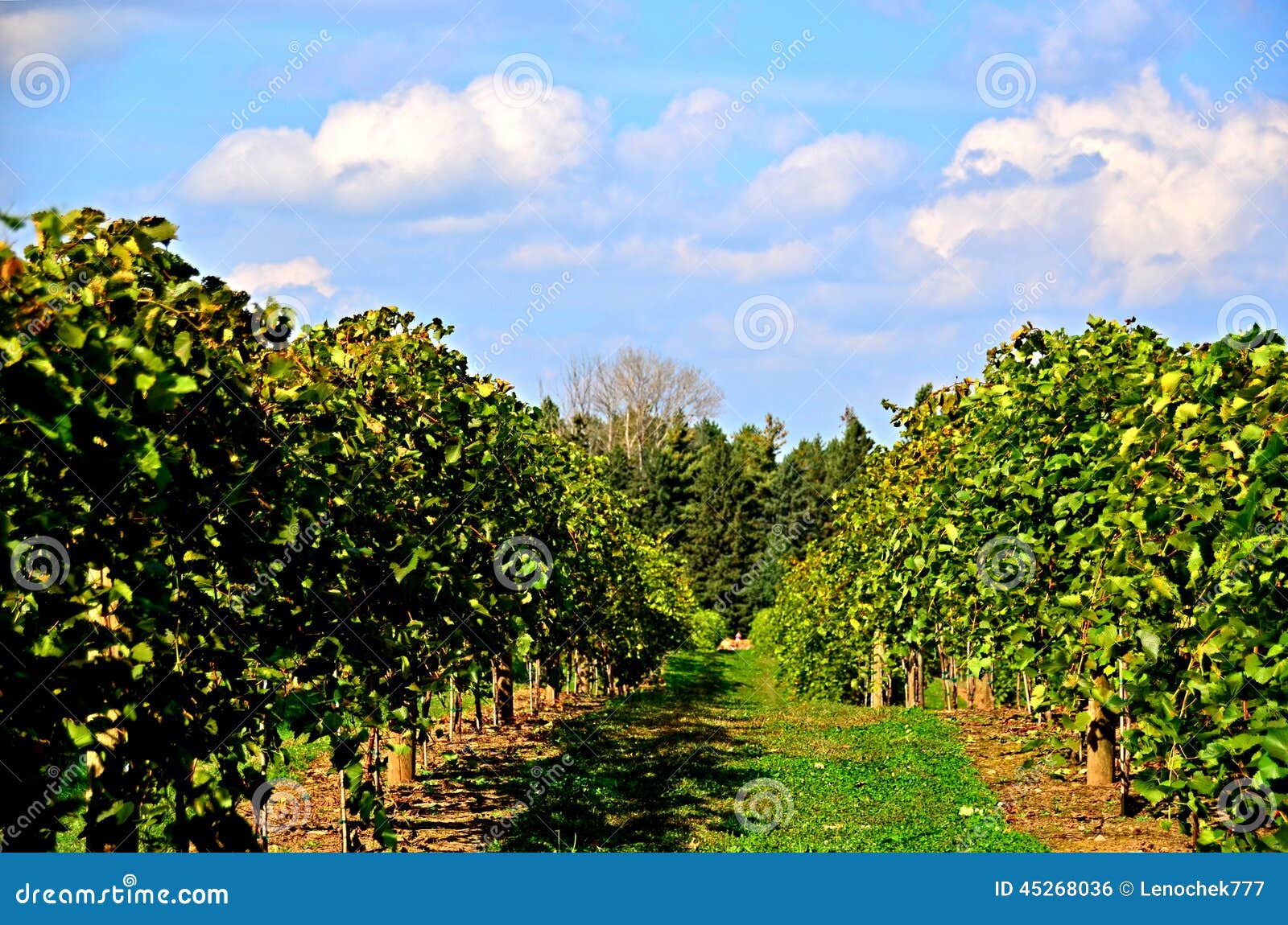 Grape garden stock photo. Image of view, grow, autumn - 45268036