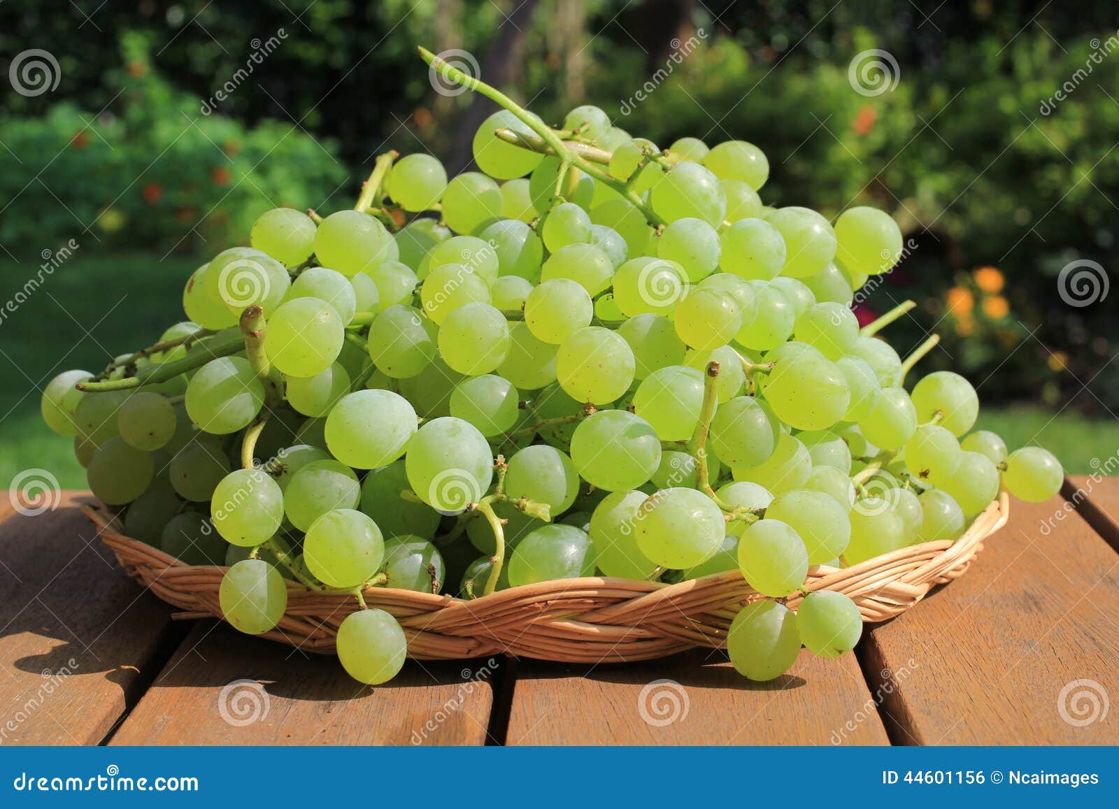 Grape stock photo. Image of dessert, vine, chasselas - 44601156