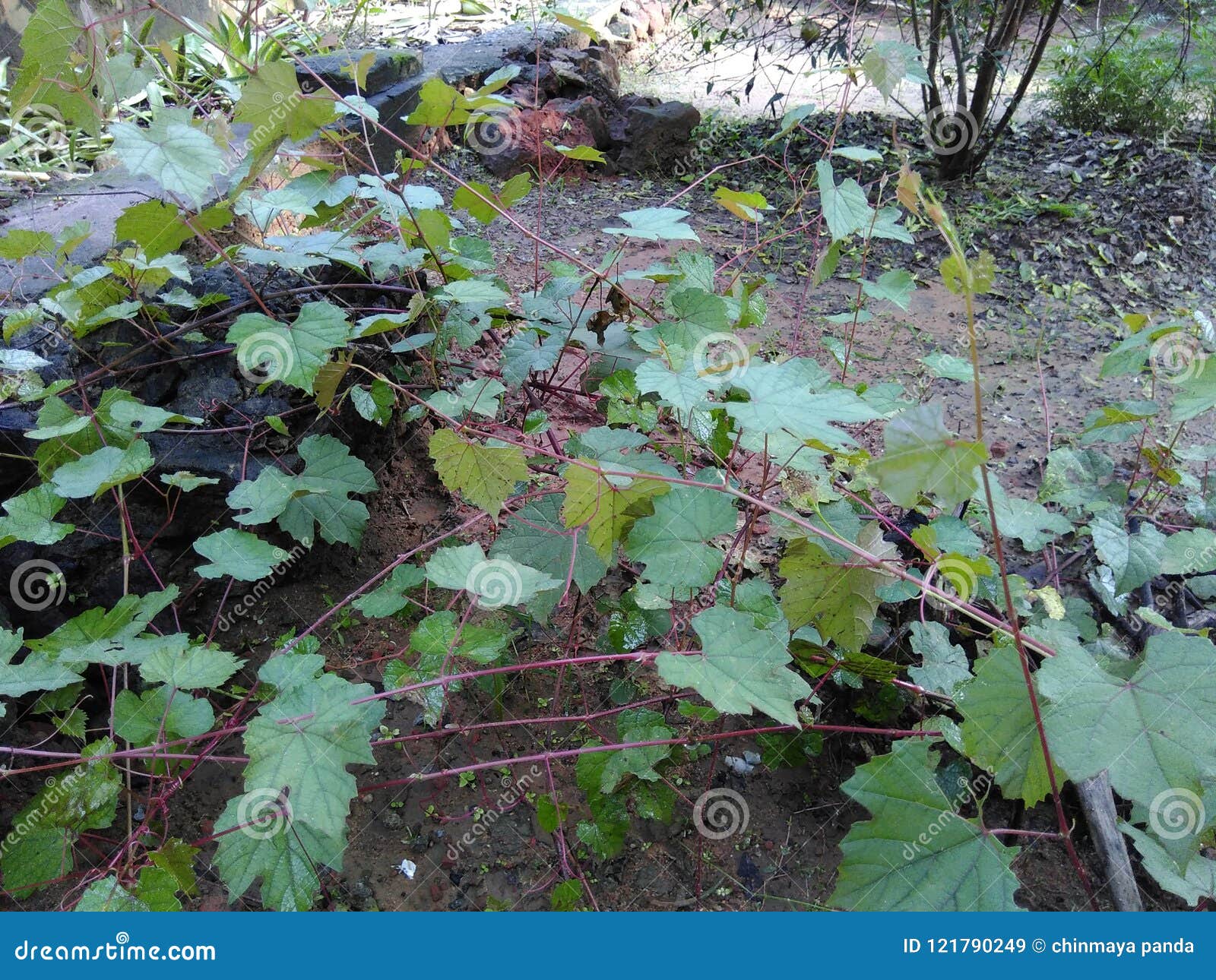 Grape stock image. Image of angur, tree, vine, grape - 121790249