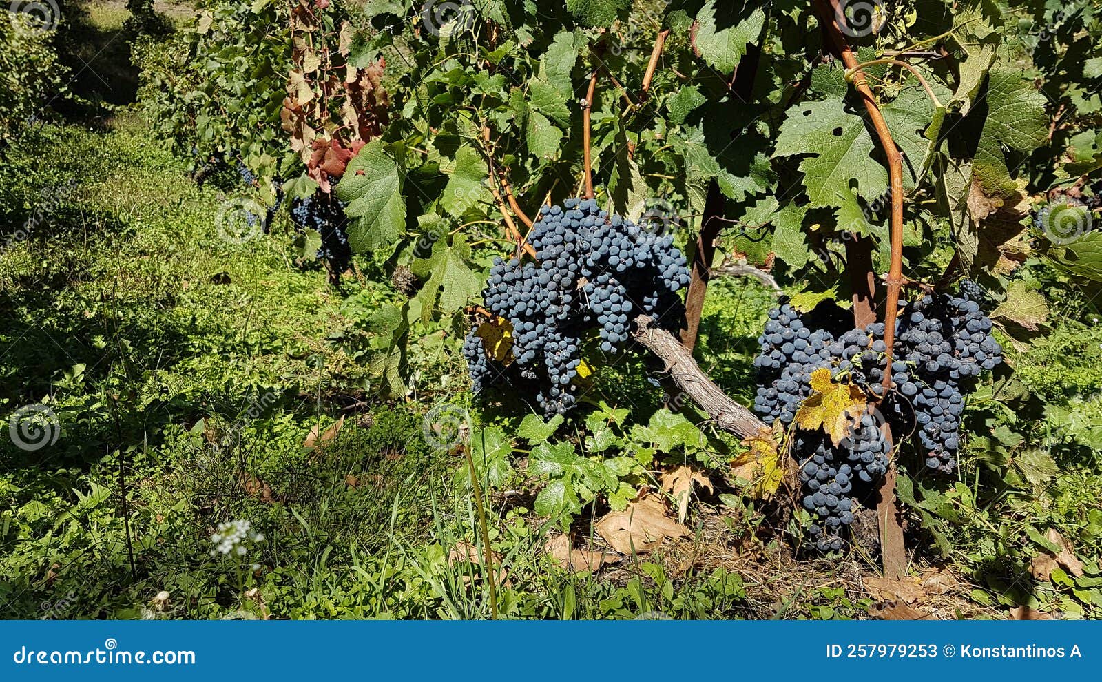 Grape Grapes Vineyard in Metsovo Greece Stock Image - Image of foliage ...