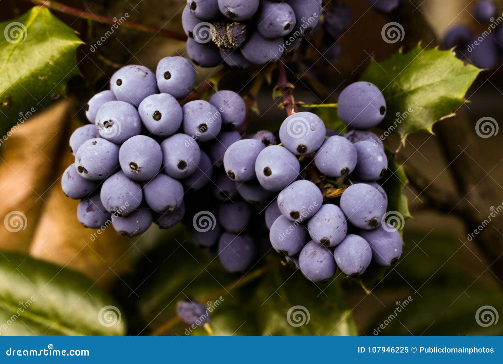 Grape, Grapevine Family, Blueberry, Fruit Picture. Image: 107946225