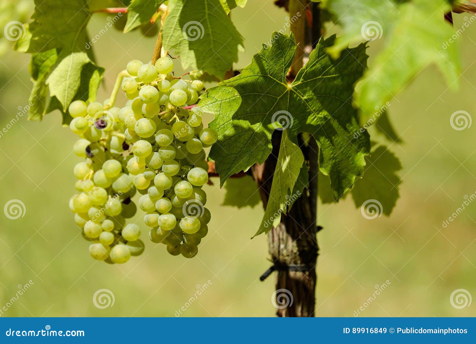 Grape, Grapevine Family, Fruit, Agriculture Picture. Image: 89916849
