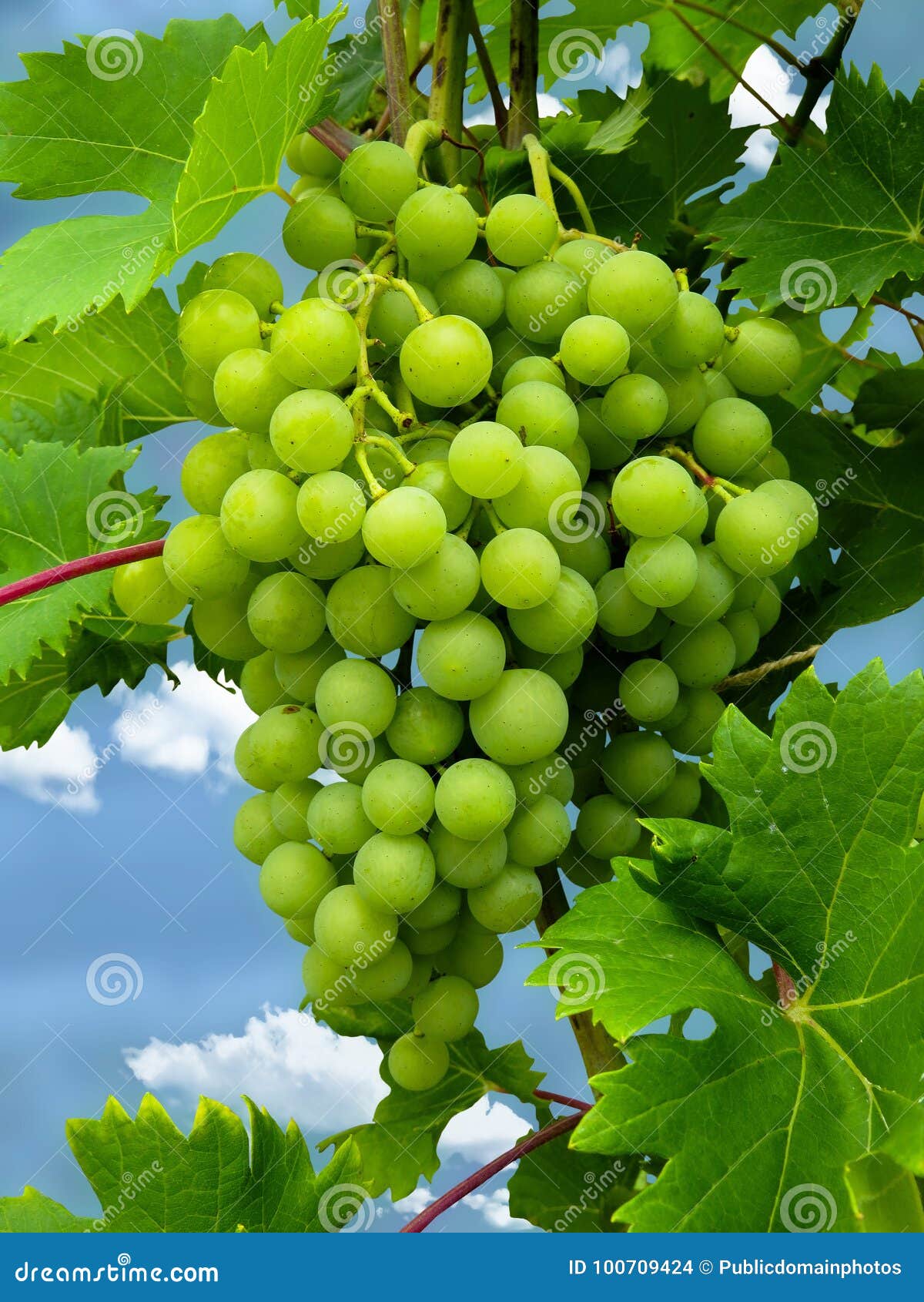 Grape, Grapevine Family, Fruit, Seedless Fruit Picture. Image: 100709424
