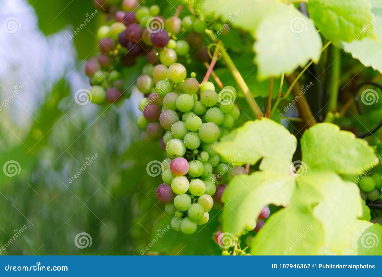 Grape, Grapevine Family, Fruit, Seedless Fruit Picture. Image: 107946362