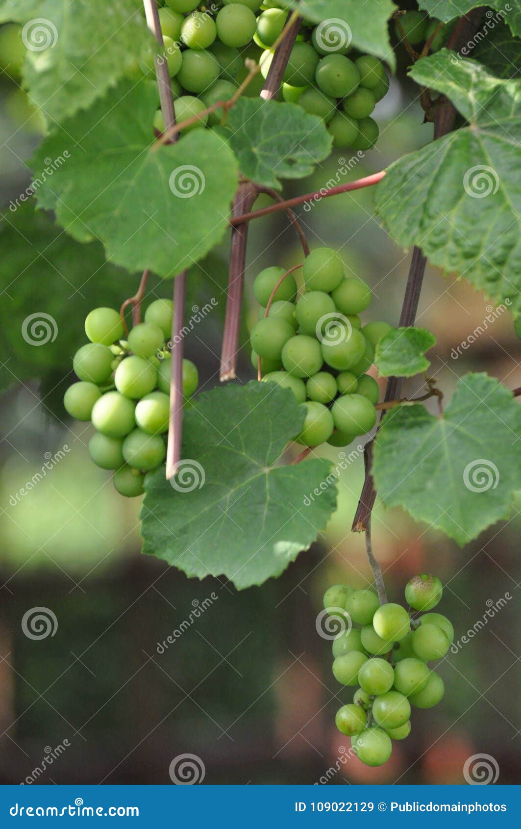 Grape, Grapevine Family, Fruit, Seedless Fruit Picture. Image: 109022129