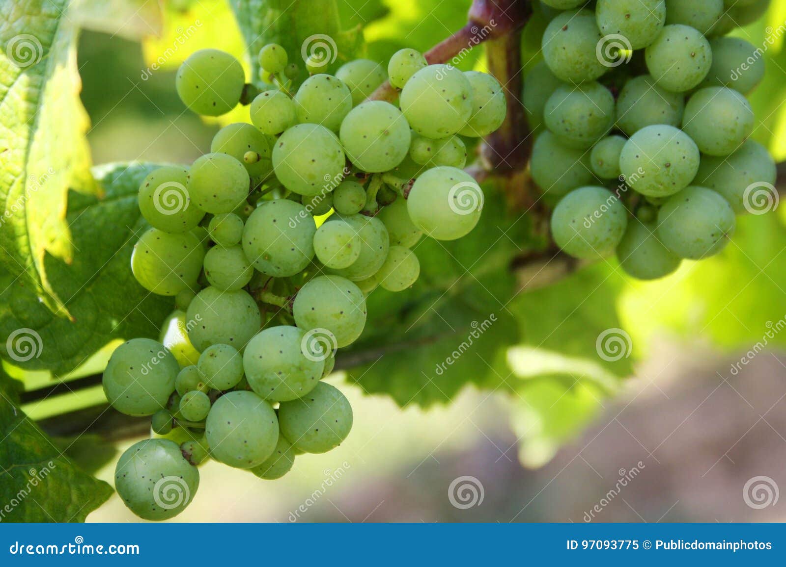 Grape, Grapevine Family, Fruit, Seedless Fruit Picture. Image: 97093775