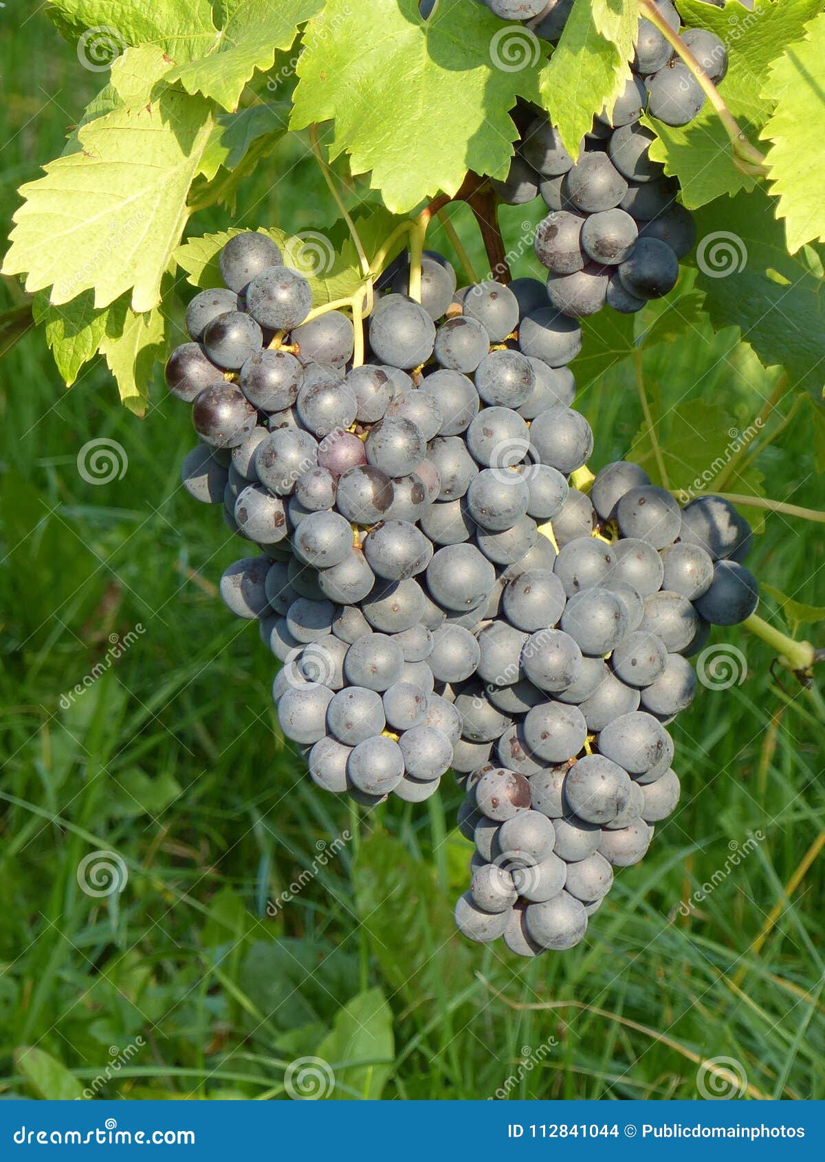 Grape, Grapevine Family, Fruit, Vitis Picture. Image: 112841044