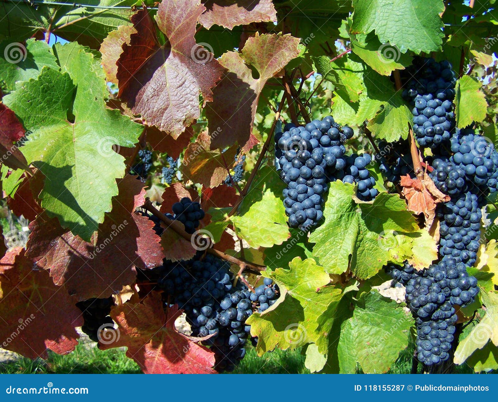 Grape, Grapevine Family, Fruit, Vitis Picture. Image: 118155287